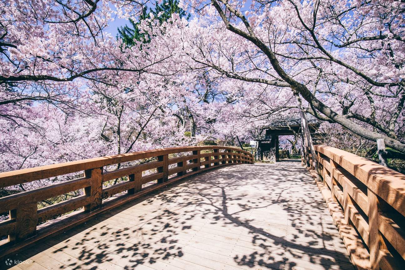 [Nagano Cherry Blossom Day Trip] Takato Castle Ruins Park, the Best ...